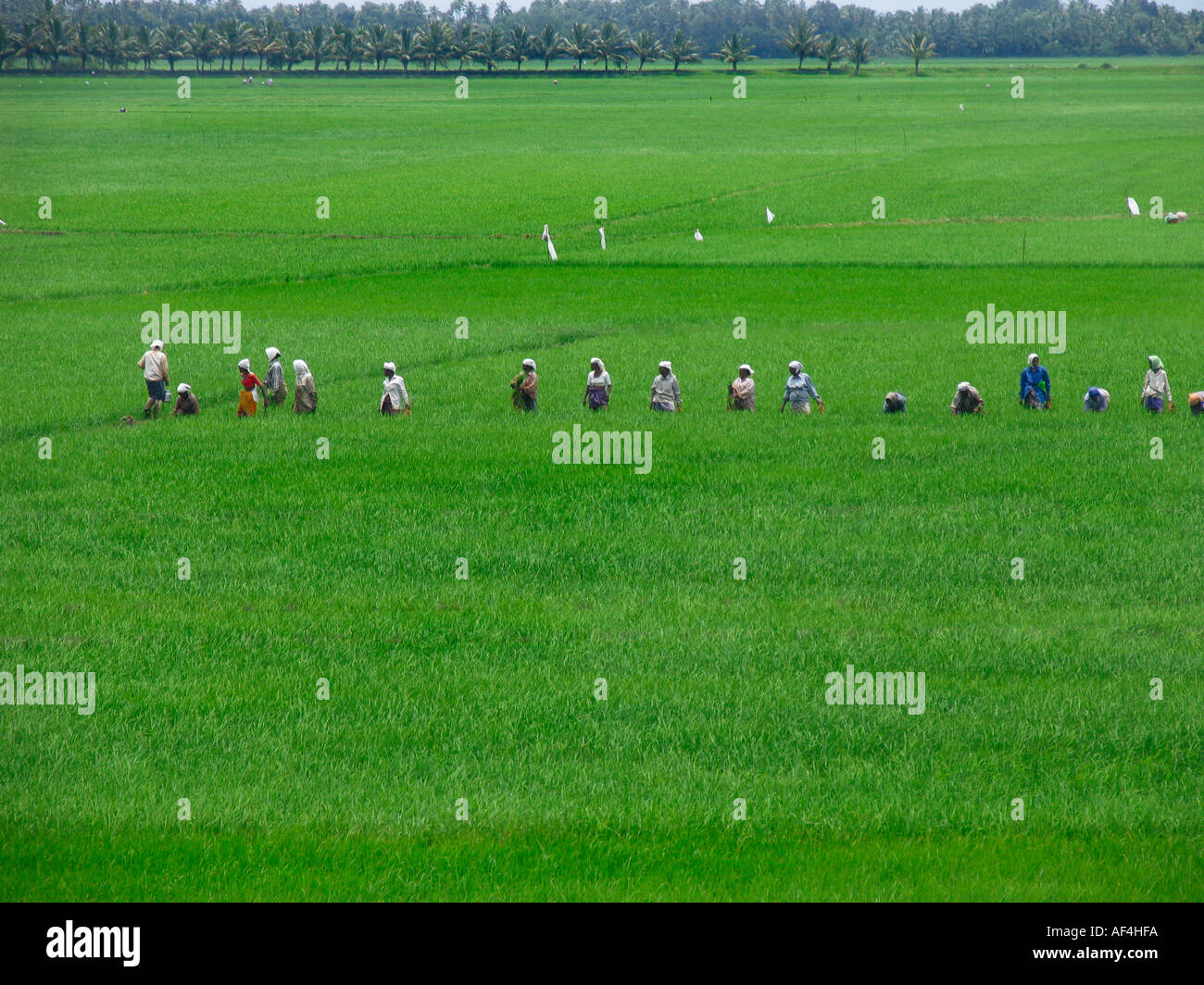 People working in Paddy fields. Kerala, India Stock Photo - Alamy