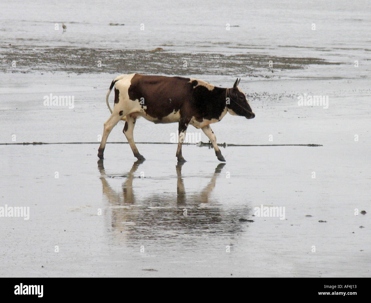 Domestic animal beach ox water sea reflection kerala india indian hi ...