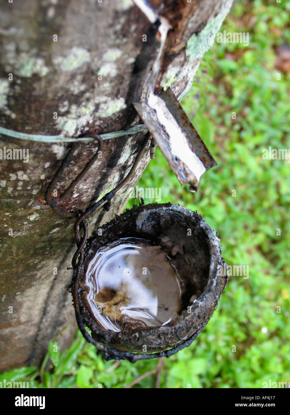Rubber tree kerala hi-res stock photography and images - Alamy