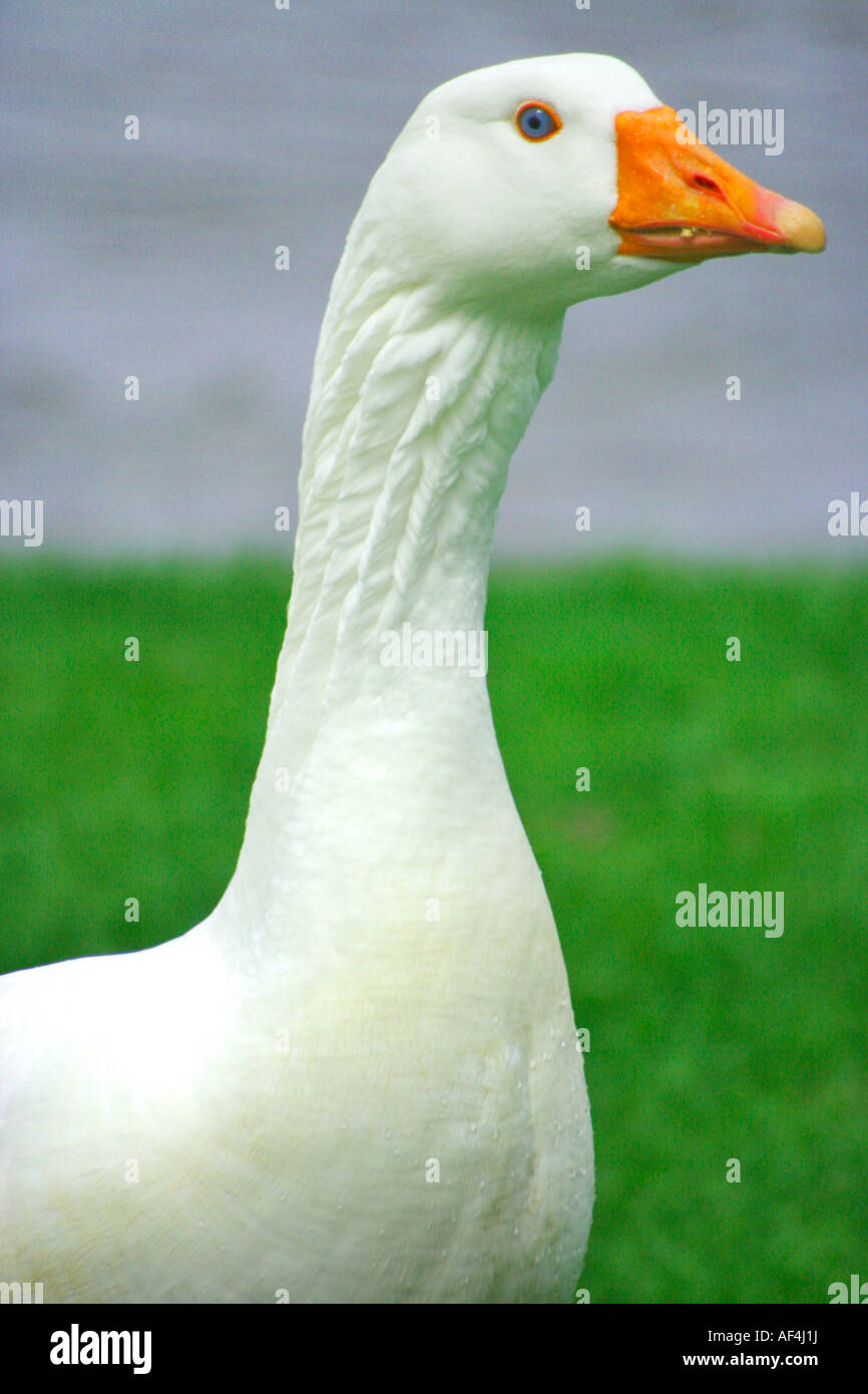 Male white goose Stock Photo - Alamy