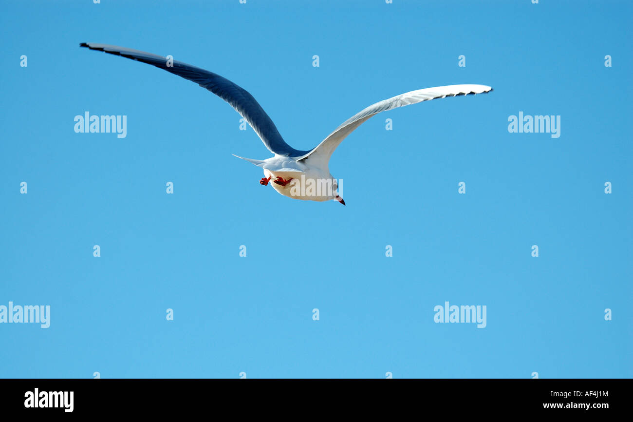 Sea Gull In Flight Stock Photo - Alamy