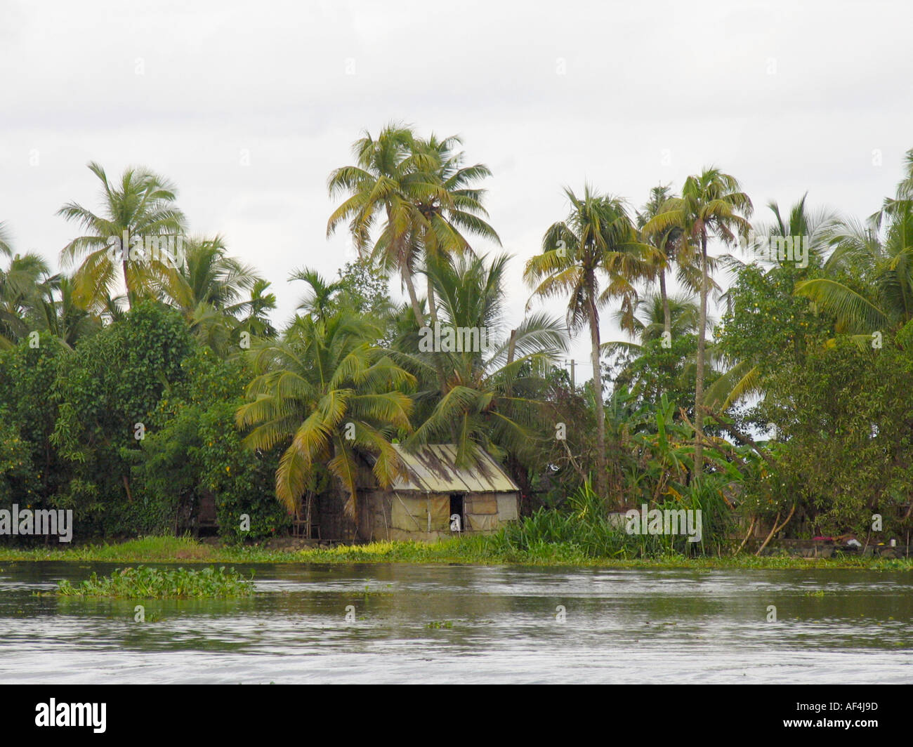 Landscape Back waters of Kerala. India Stock Photo - Alamy