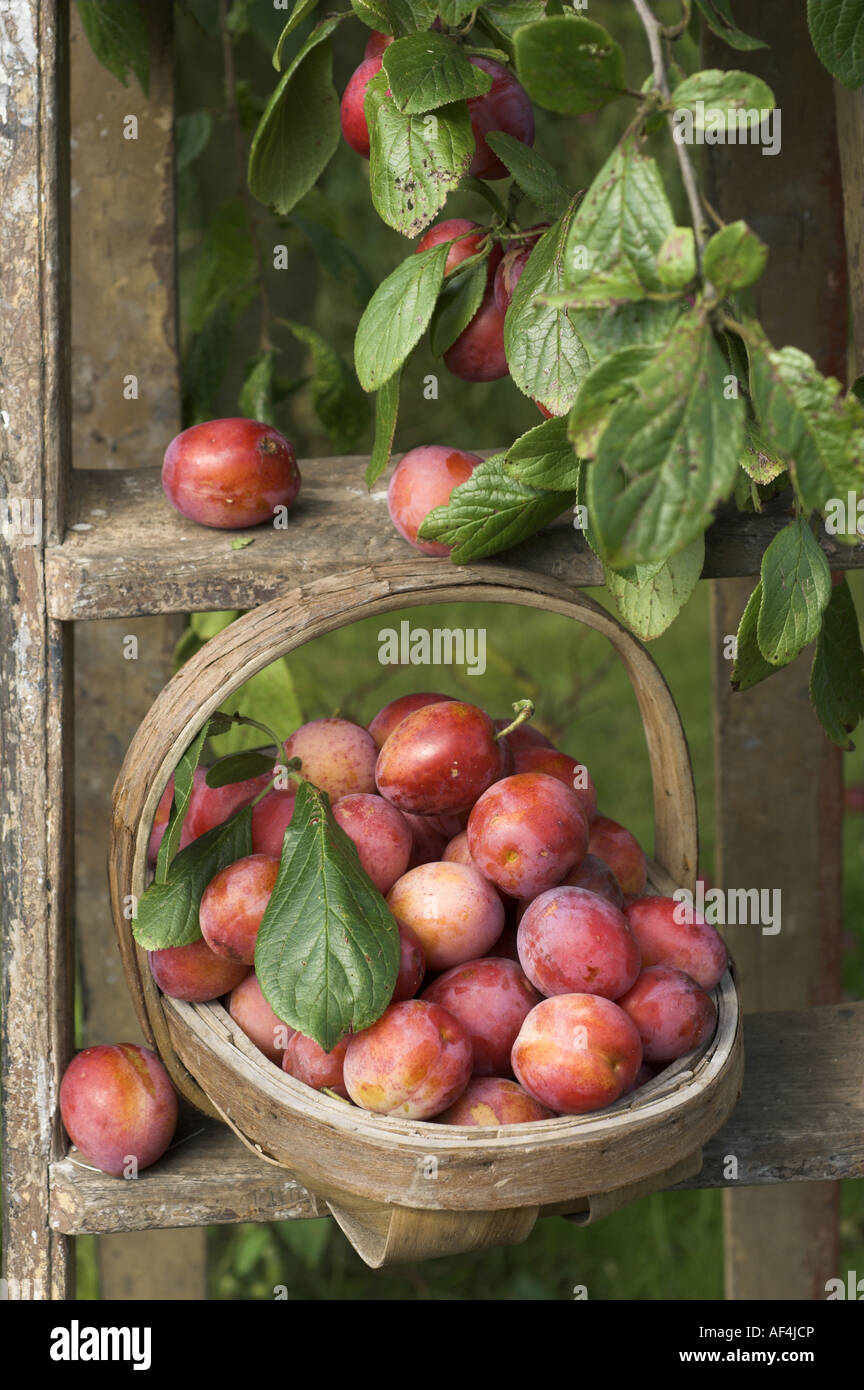 Country garden with Trug full of freshly picked Victoria Plums England ...
