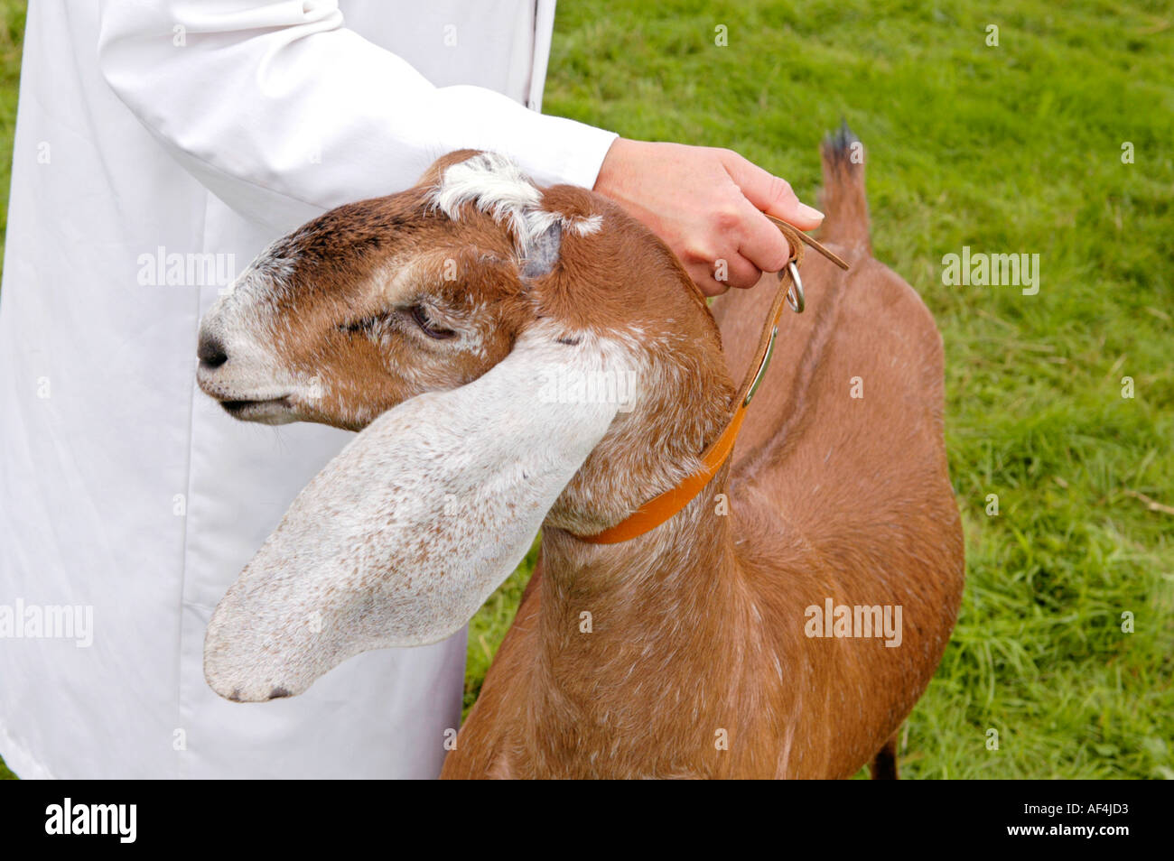 Show goat competition hi-res stock photography and images - Alamy
