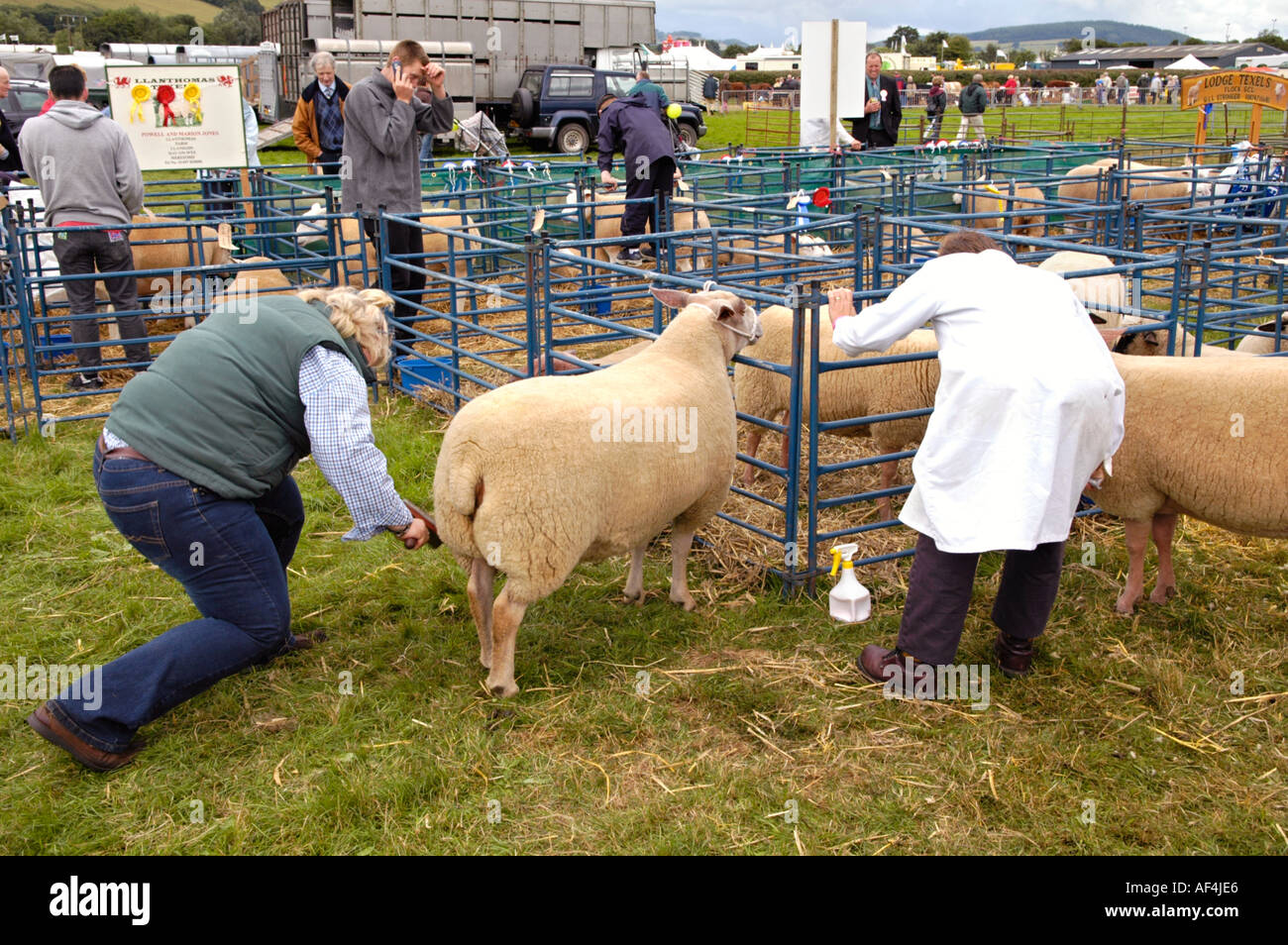 Sheep judging competition men male farmer pen hi-res stock photography ...