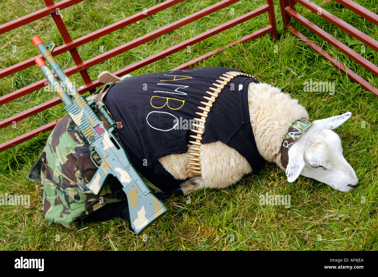 Gun breed hi-res stock photography and images - Alamy