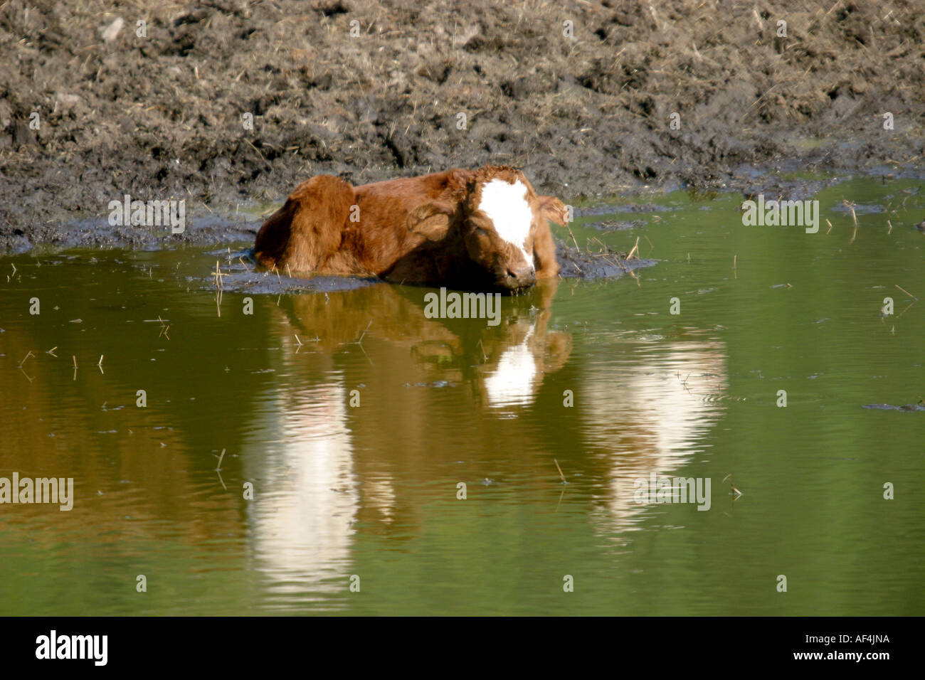 Cattle dip hi-res stock photography and images - Alamy
