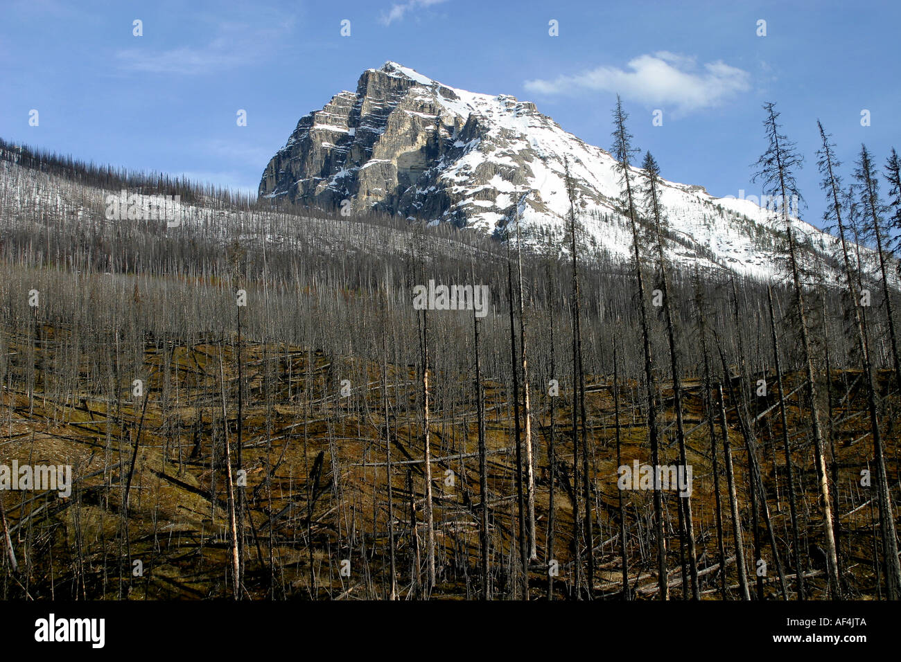 LANDSCAPE ; forest fire remnants Stock Photo - Alamy