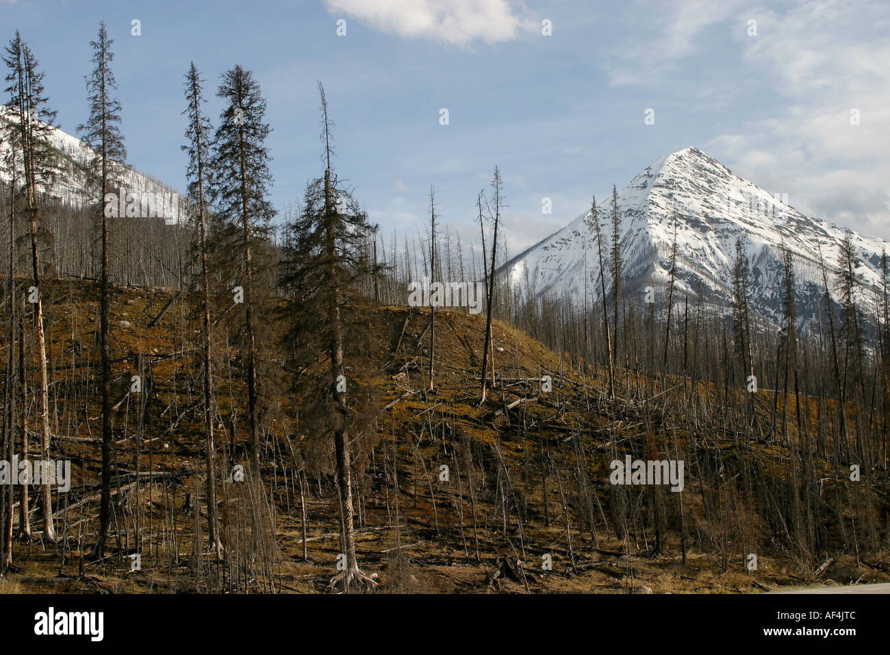 LANDSCAPE ; forest fire remnants Stock Photo - Alamy
