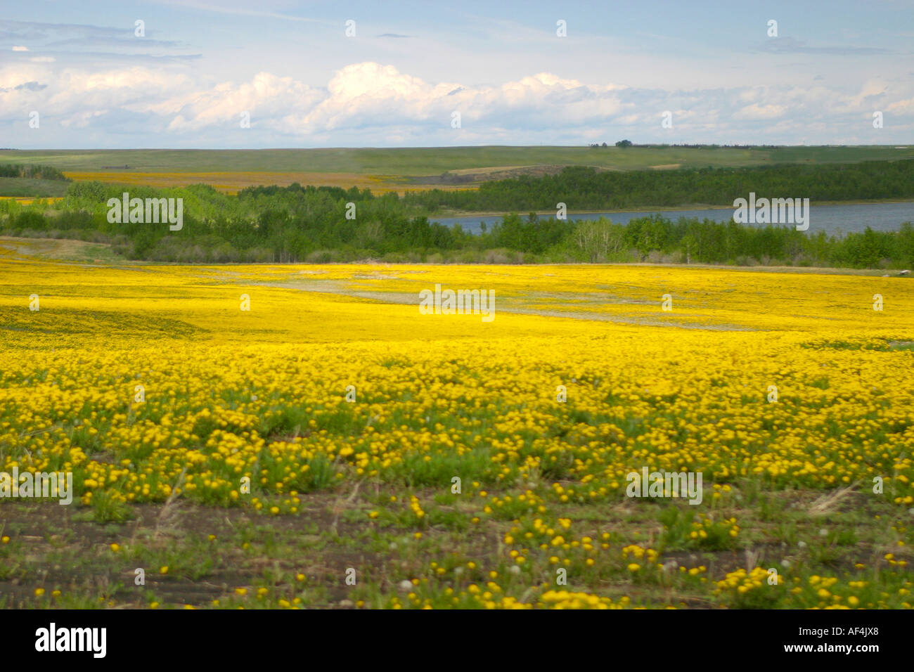 Weedy field hi-res stock photography and images - Alamy