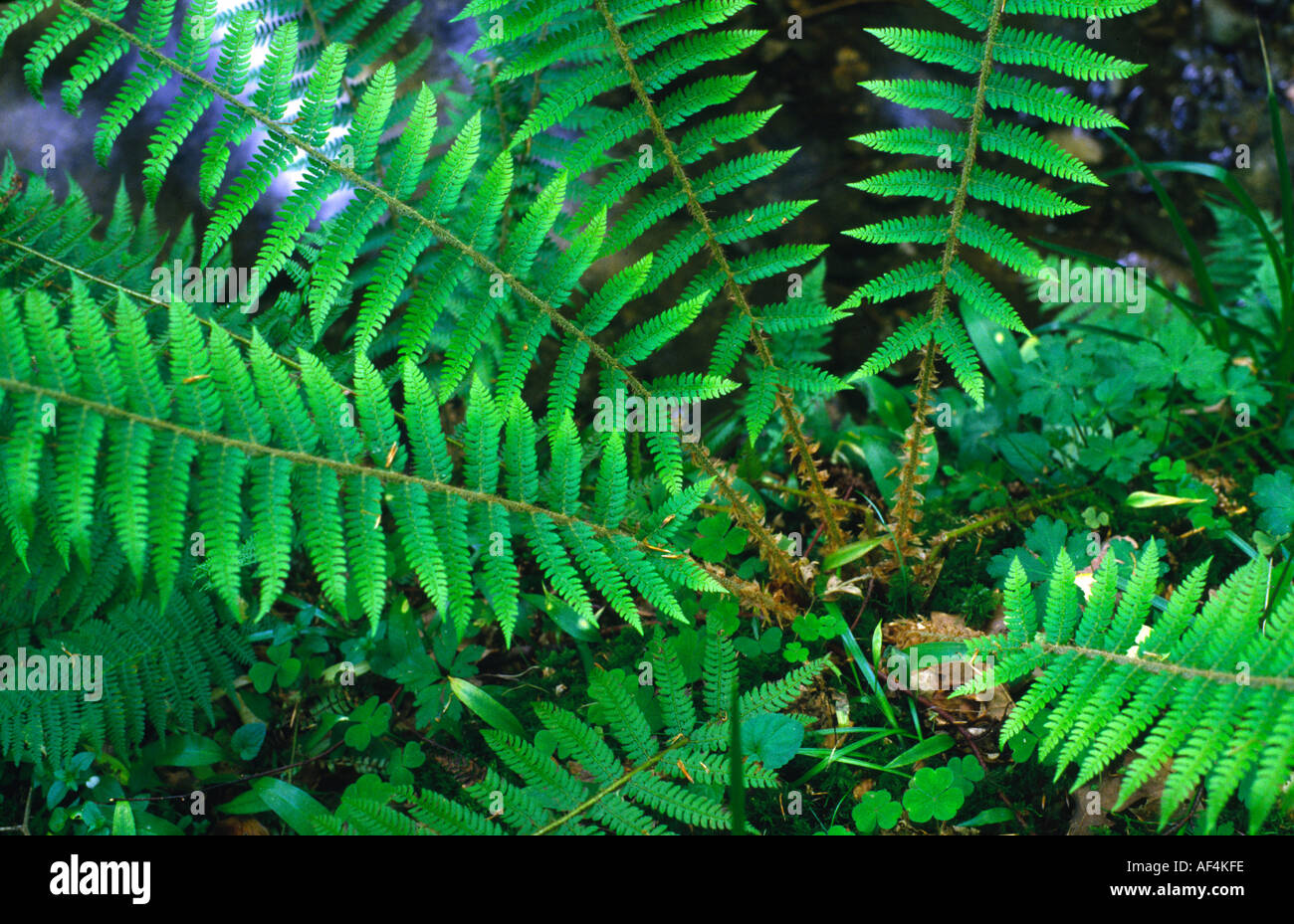 Fern on the bank of a brook in shaded woodland county Kilkenny Ireland ...