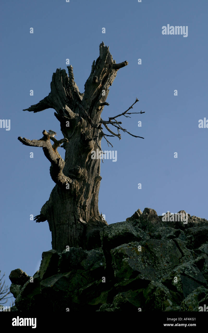 Tree stump on rocky hi-res stock photography and images - Alamy