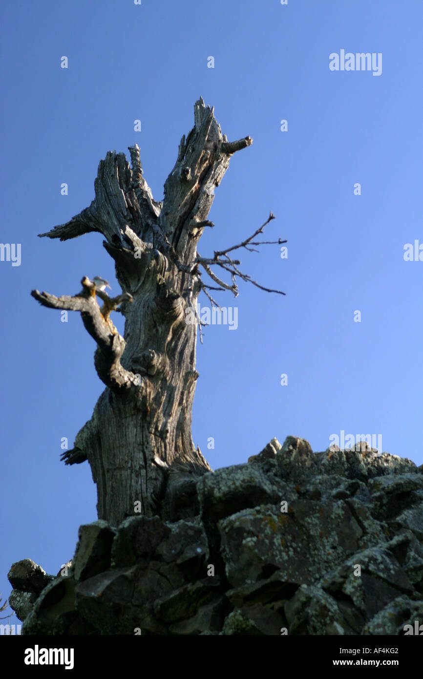 Tree stump on rocky hi-res stock photography and images - Alamy