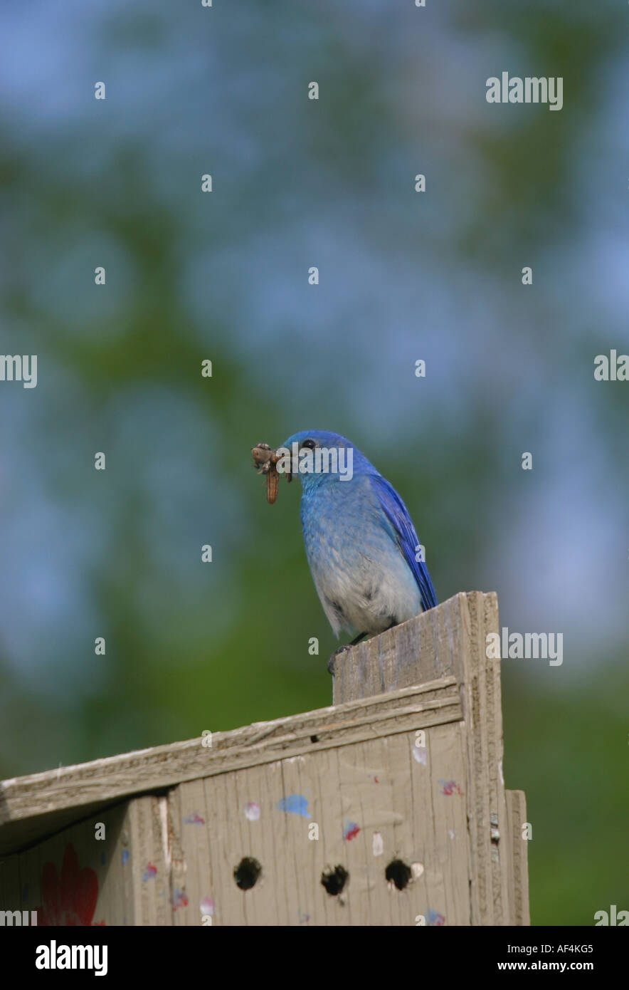Birds of North America Mountain bluebird, sialia currucoides, Alberta ...