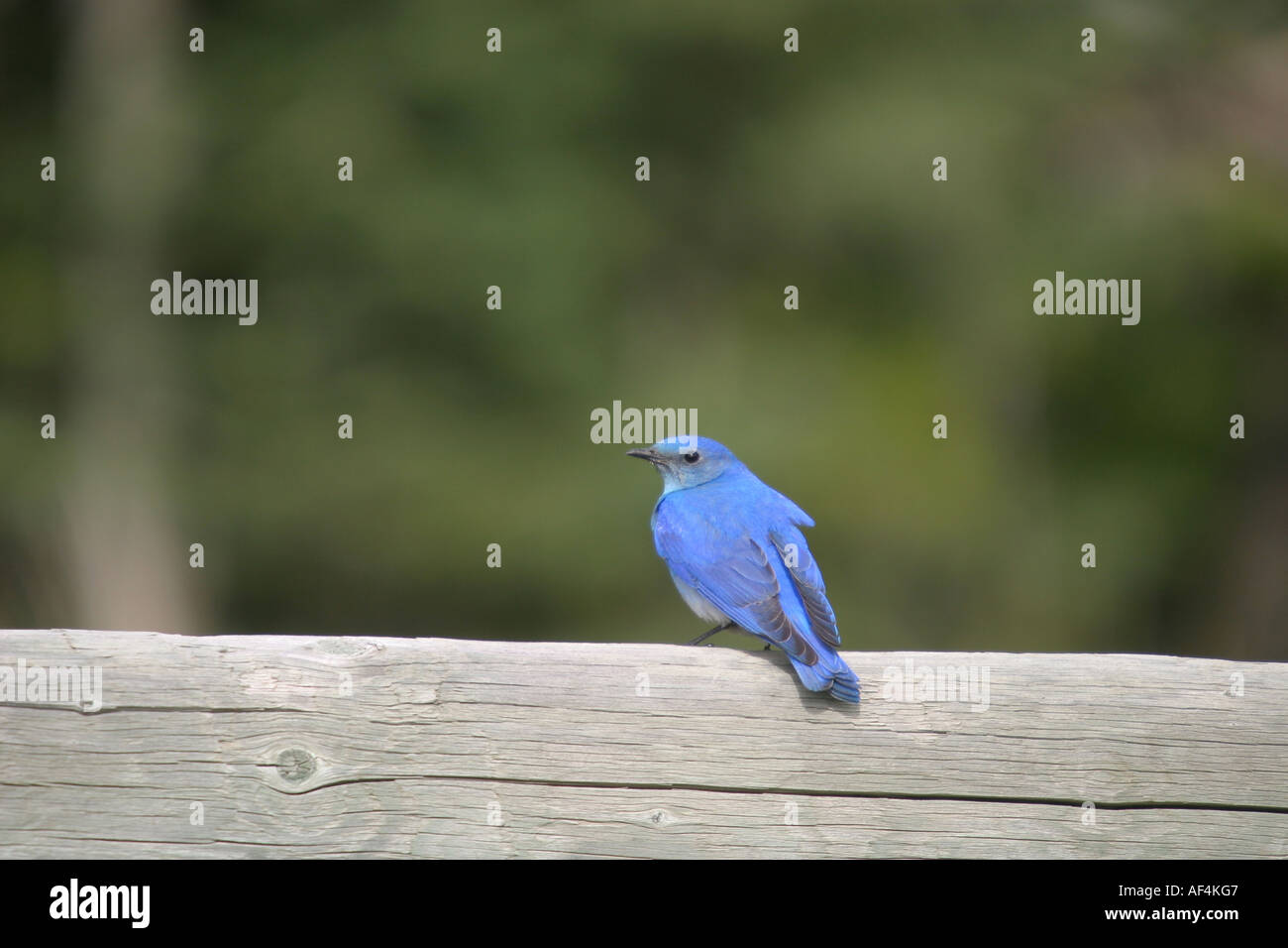 Birds of North America Mountain bluebird, sialia currucoides, Alberta ...
