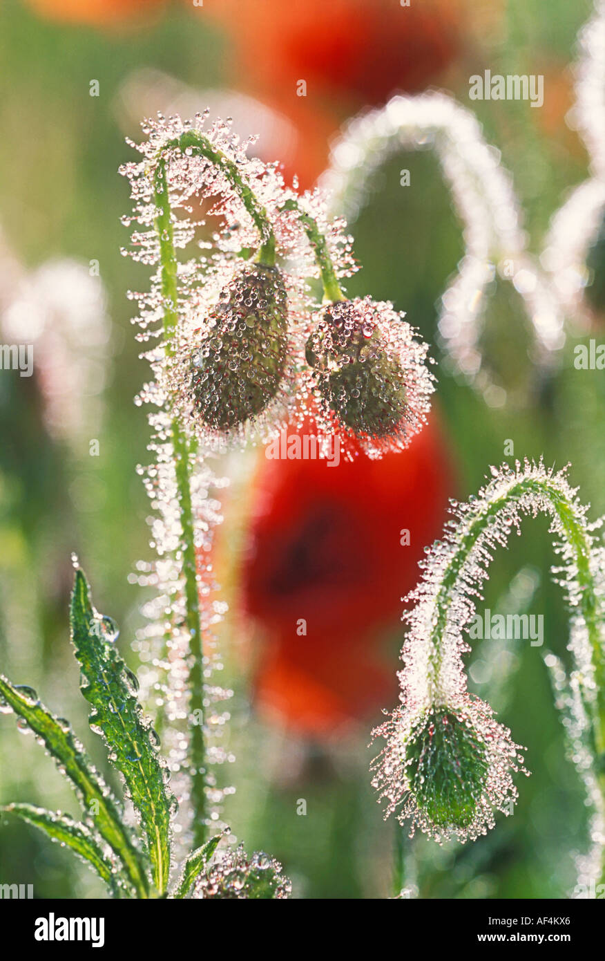 Morning dew drops on red buds of poppy Stock Photo - Alamy