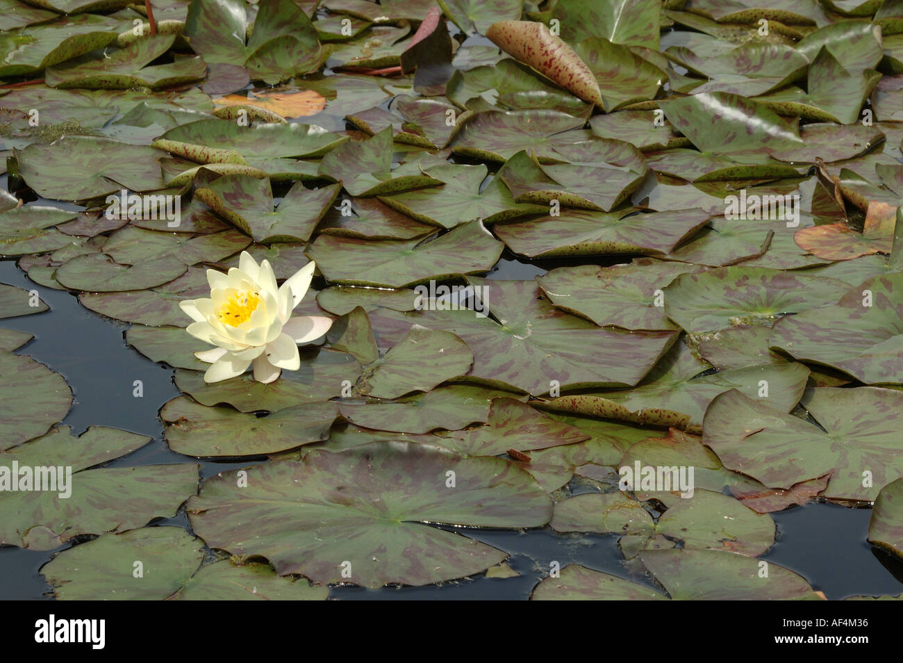 Water lily Nymphaea Stock Photo - Alamy