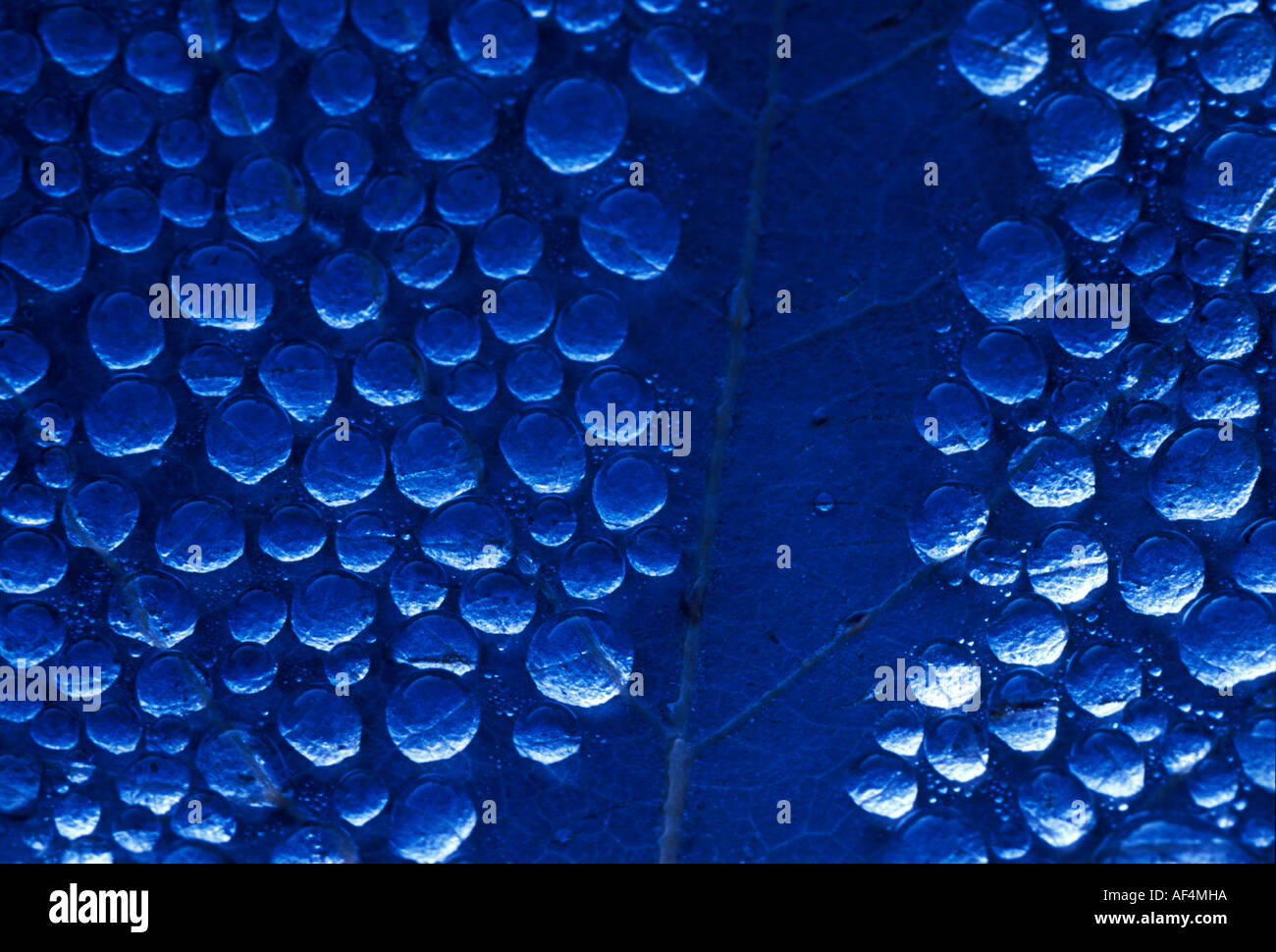 Walnut dew hi-res stock photography and images - Alamy
