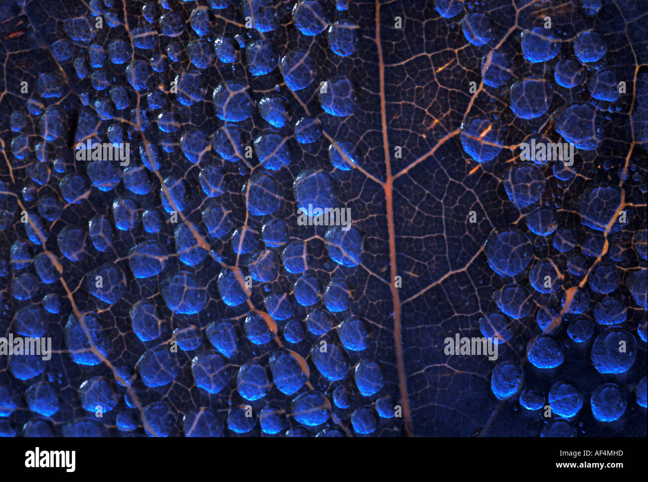 Walnut Dew High Resolution Stock Photography and Images - Alamy