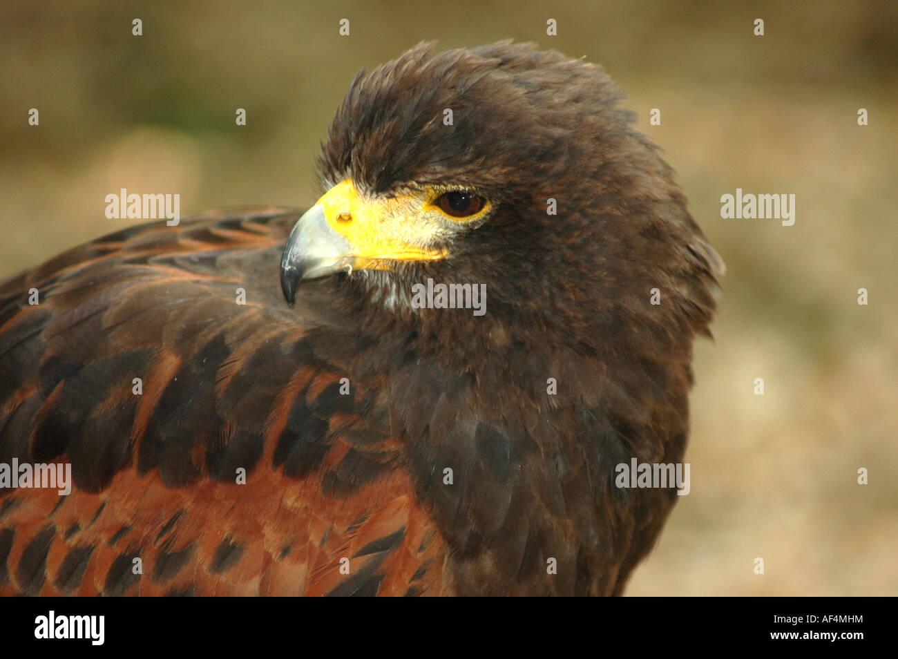Harris Hawk Parabuteo unicinctus portrait Stock Photo - Alamy