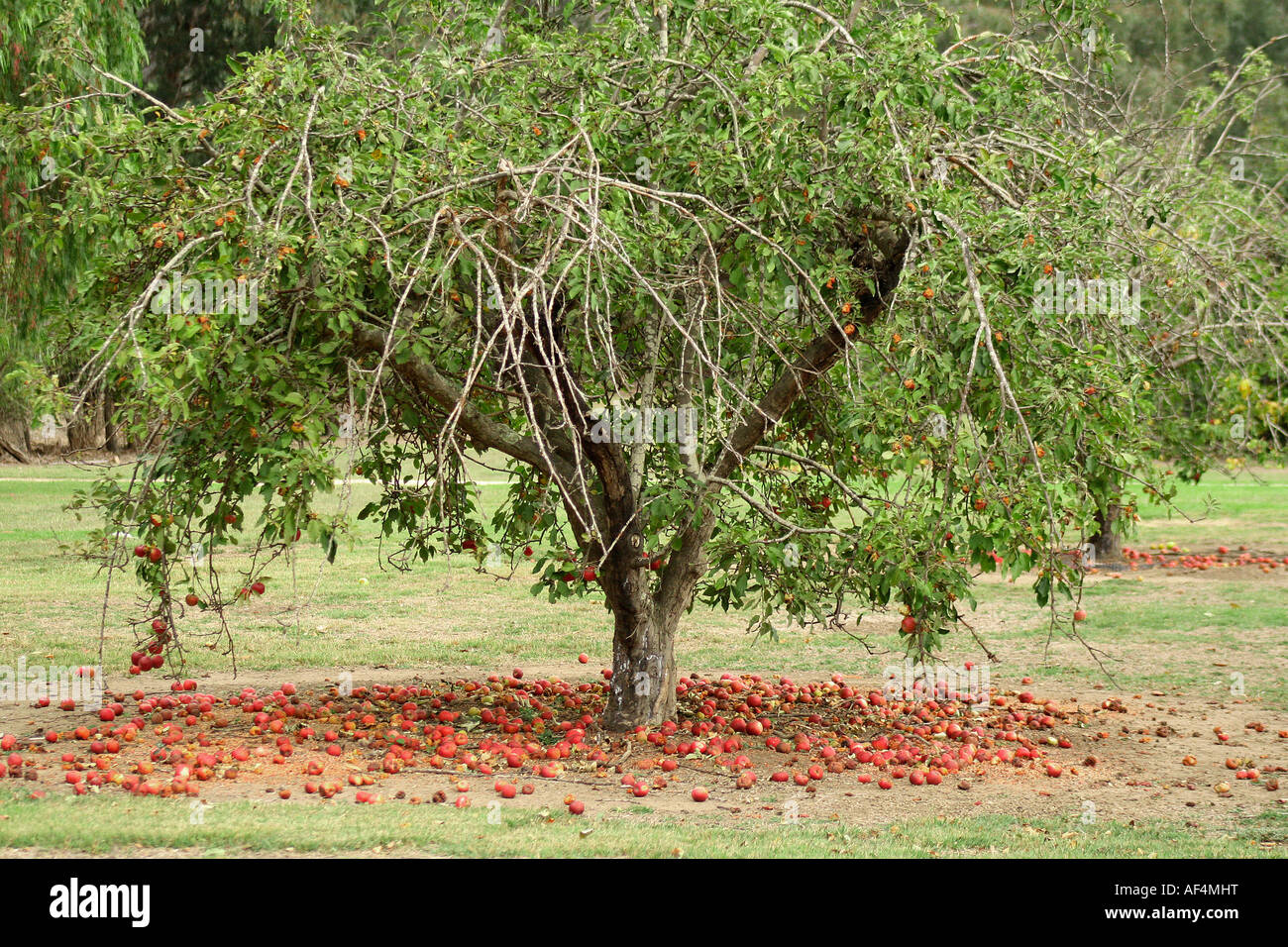 Apples falling from the tree Stock Photo - Alamy