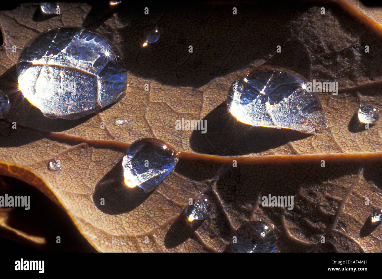 Morning dew drops on a leaf of an oak tree Stock Photo - Alamy