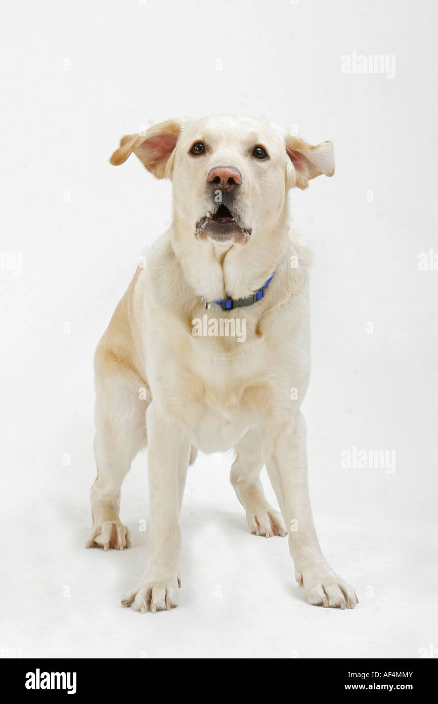 Labrador Retriever - barking - cut out Stock Photo - Alamy
