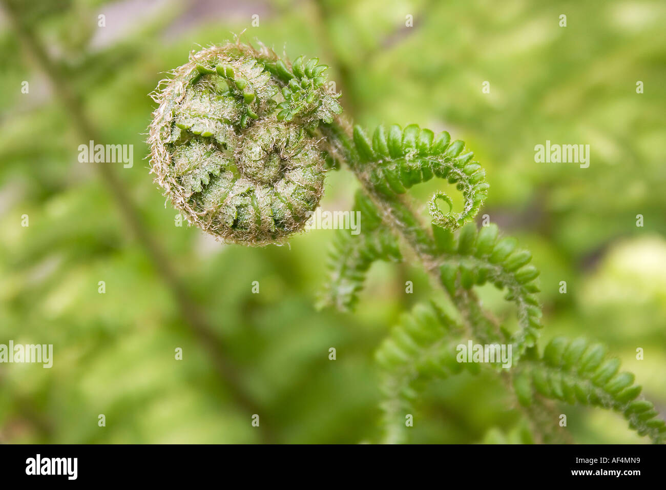 Leaf Unfolding High Resolution Stock Photography and Images - Alamy