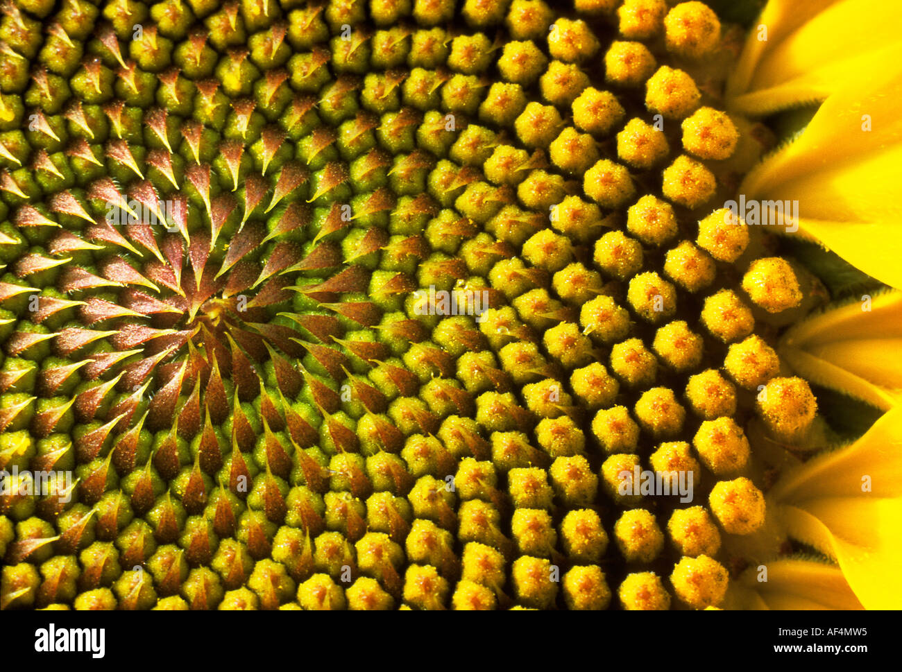 Inner part and kernels of a sunflower blossom Stock Photo - Alamy