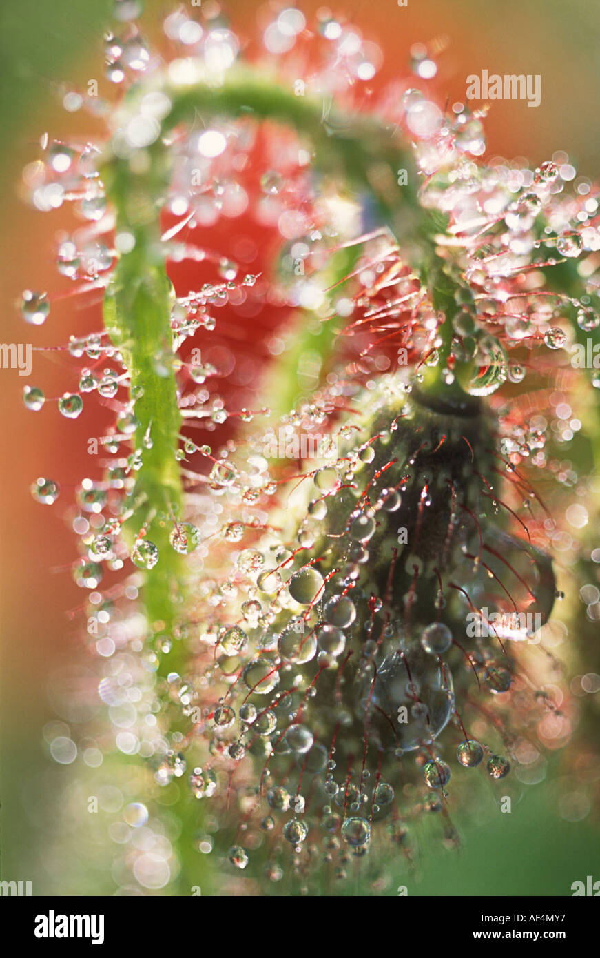 Rain drops on a poppy hi-res stock photography and images - Alamy