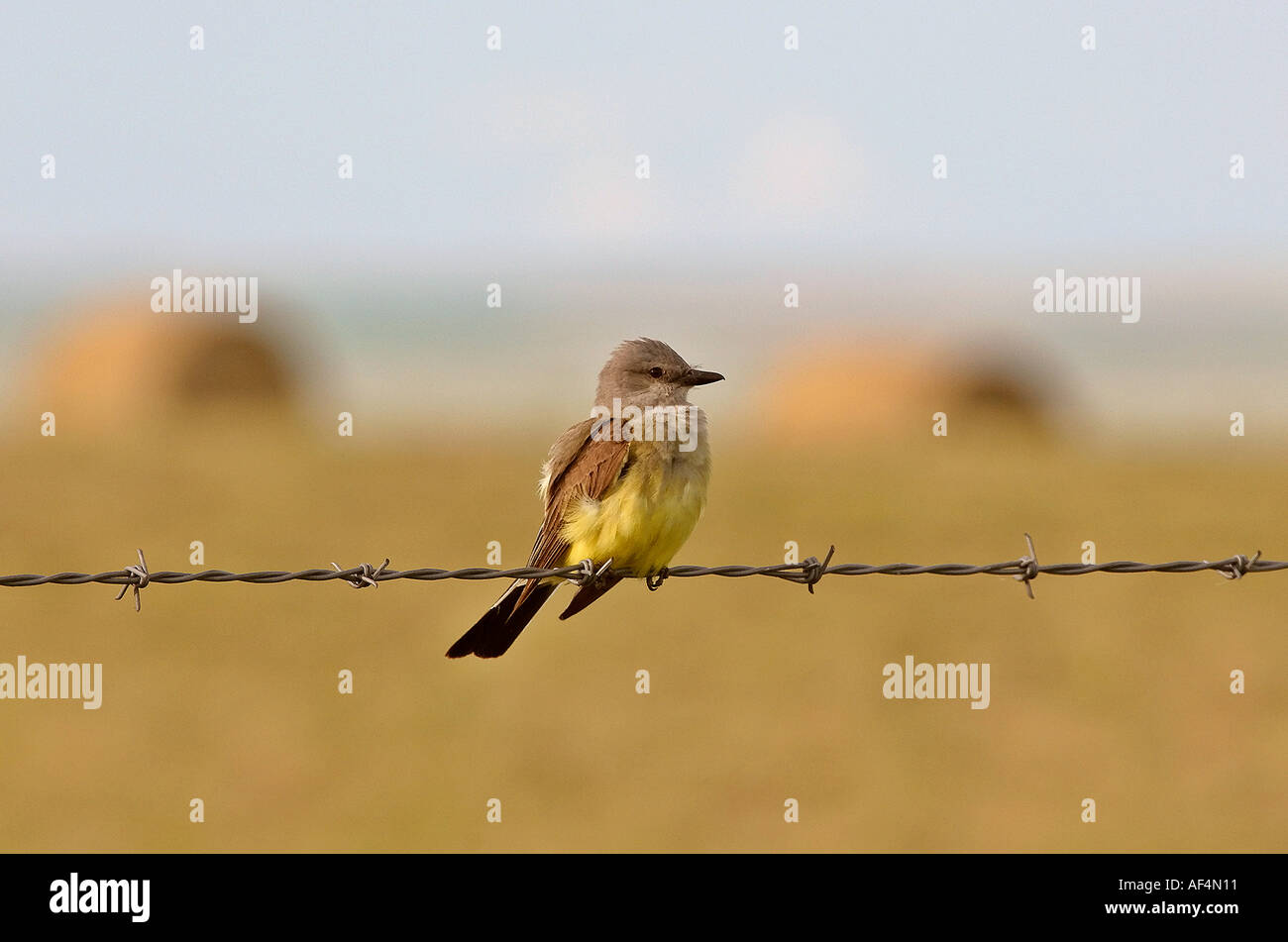 Western kingbirds hi-res stock photography and images - Alamy