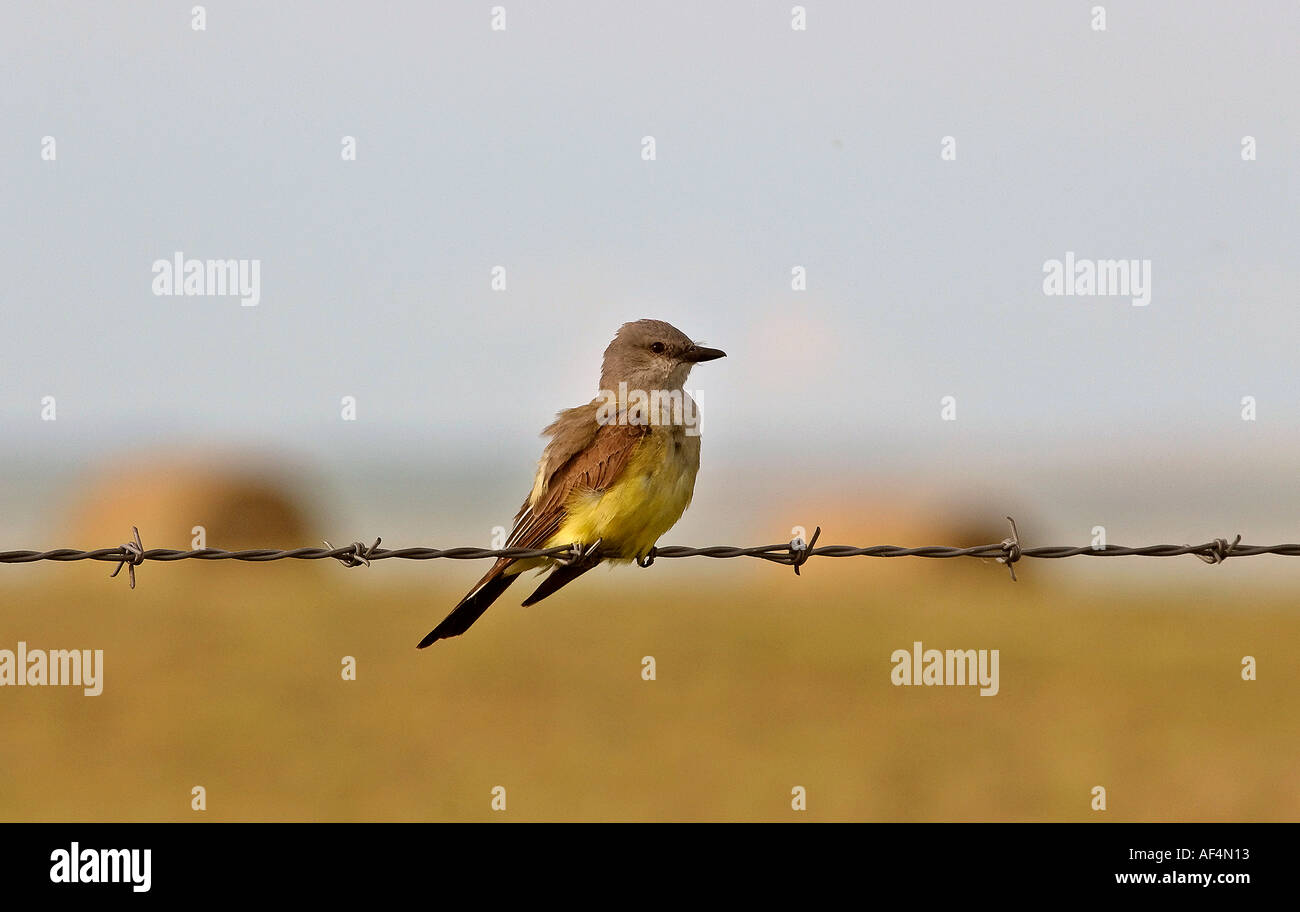 Western kingbirds hi-res stock photography and images - Alamy