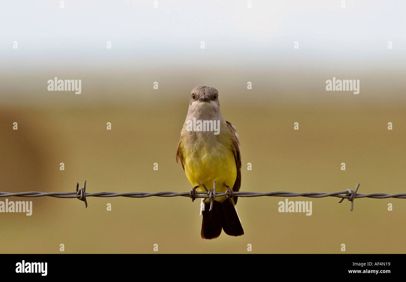 Western kingbirds hi-res stock photography and images - Alamy