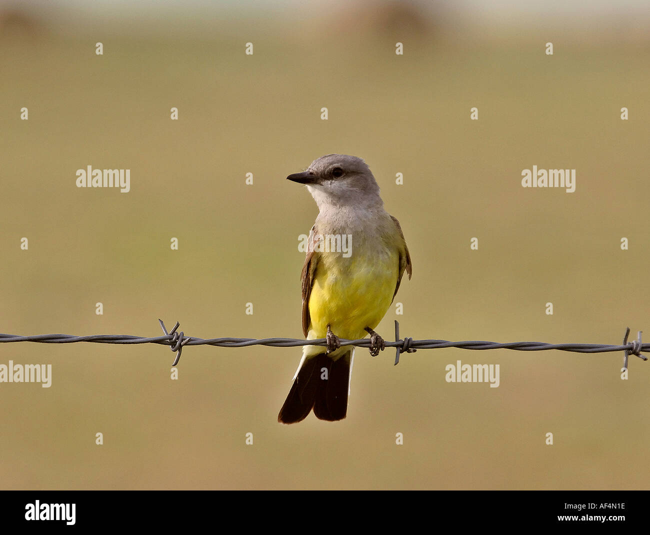 Western kingbirds hi-res stock photography and images - Alamy