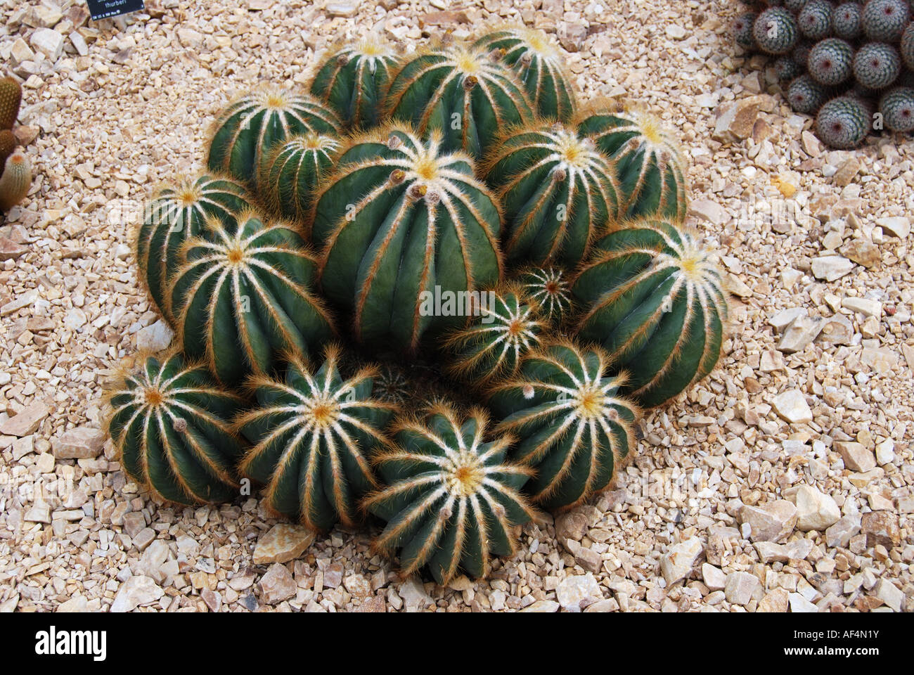 Cultivated Notocactus warasii cactus plant, The Glasshouse, RHS Wisley ...