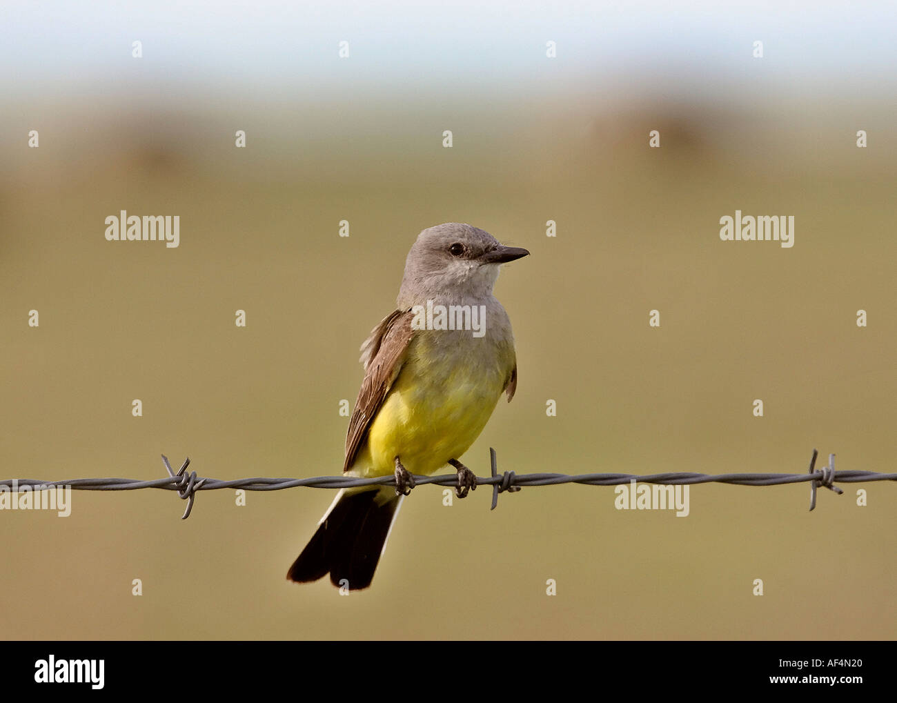Western kingbirds hi-res stock photography and images - Alamy
