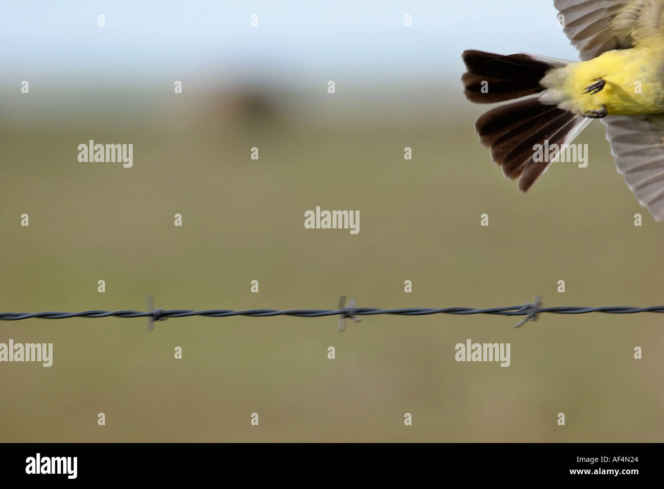 Western kingbirds hi-res stock photography and images - Alamy