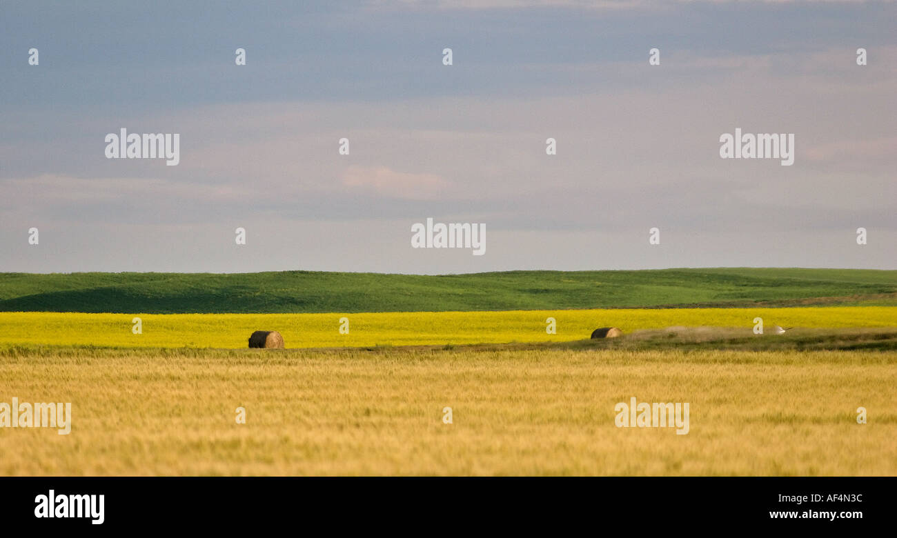 Crops in southern saskatchewan hi-res stock photography and images - Alamy