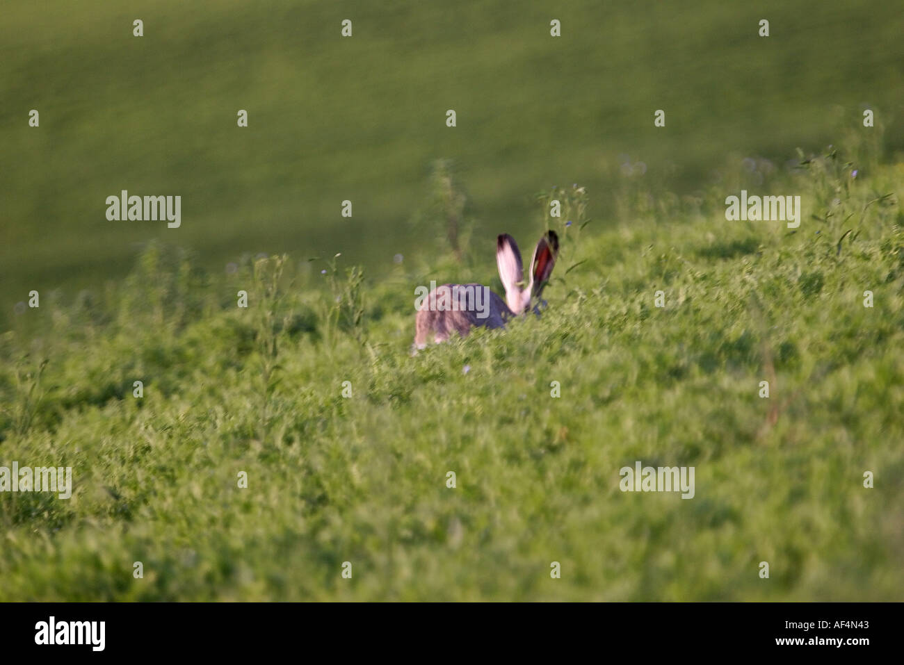 White-tailed Jackrabbit in scenic Southern Saskatchewan Canada Stock ...