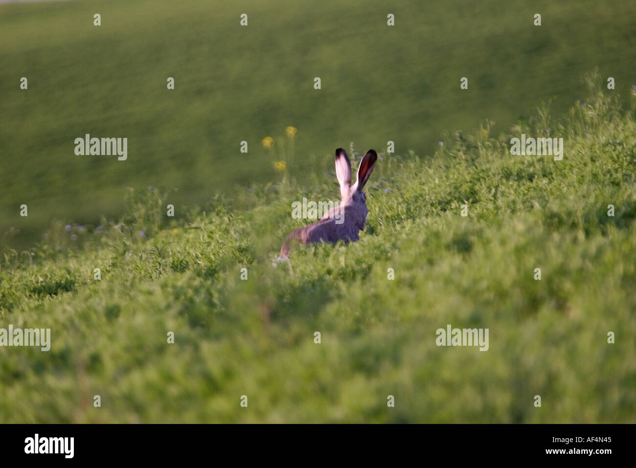 White tailed jackrabbits hi-res stock photography and images - Alamy