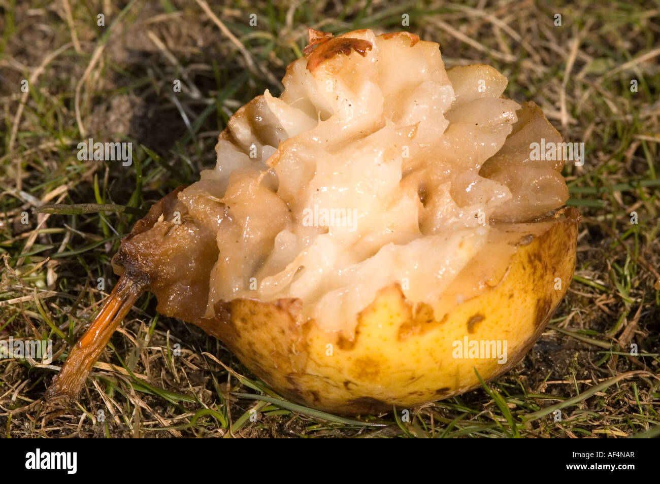 Rotting Pear Partly Eaten By Birds Stock Photo - Alamy