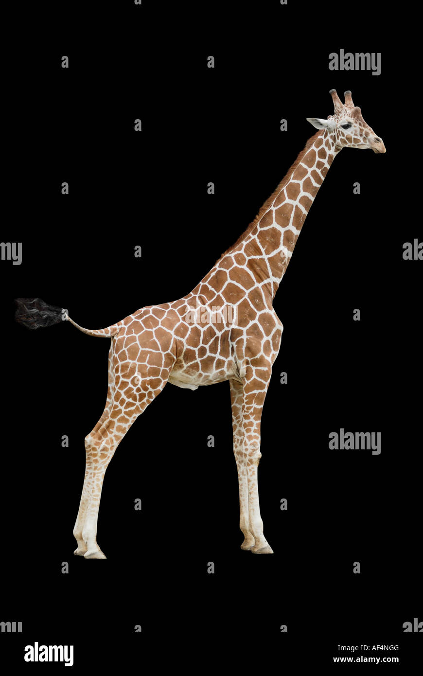 Giraffe Giraffa black background Stock Photo - Alamy