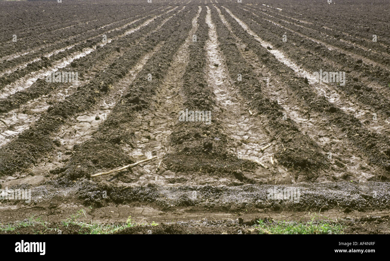 India plough mud row hi-res stock photography and images - Alamy