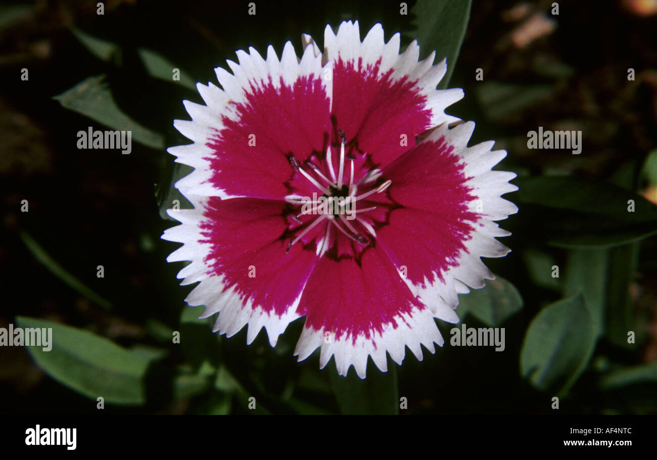 Caryophyllus hi-res stock photography and images - Alamy