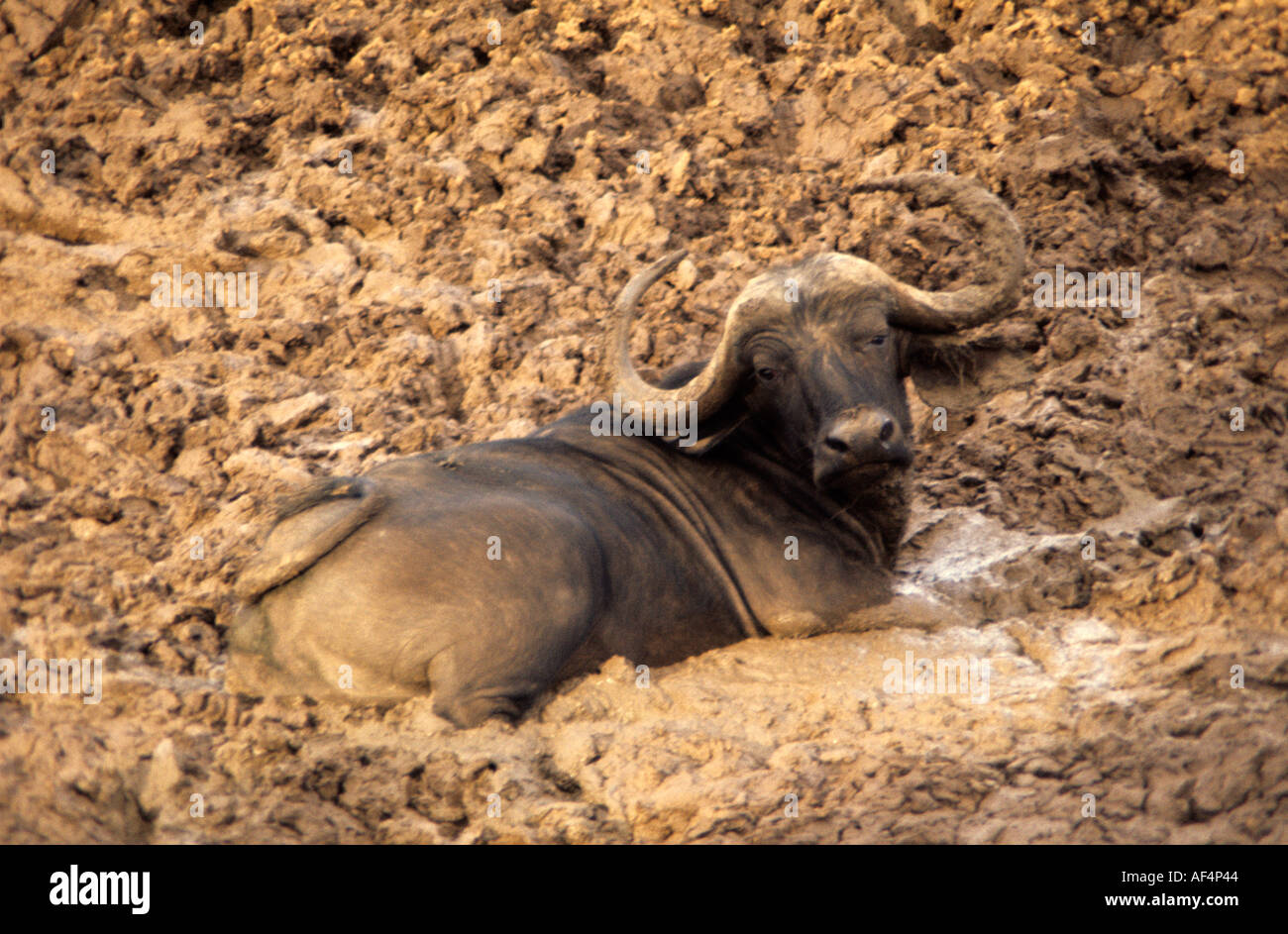 Buffalo with classic big rounded horns poses for camera wallowing in ...