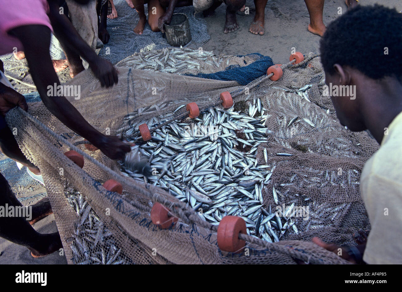 Ideal fish hi-res stock photography and images - Alamy