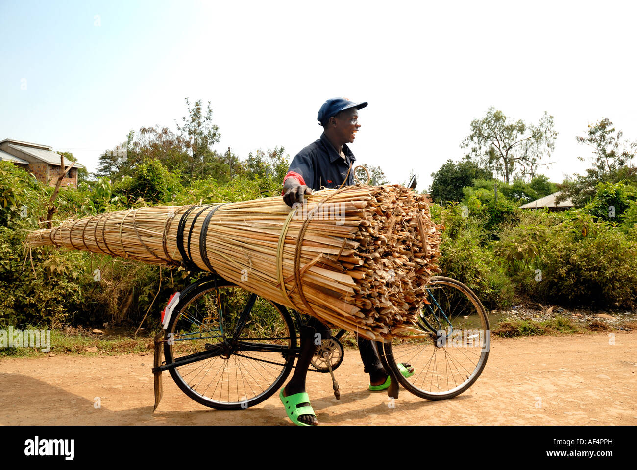 A Luo man carrying a huge bundle of papyrus stems on his bicycle near ...