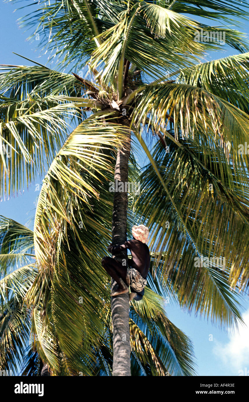 Local man climbing palm tree to pick coconuts The Caribbean West Indies ...