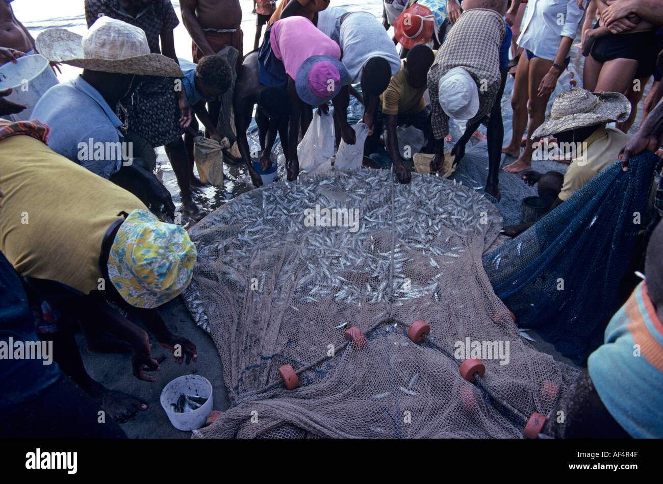 Local people bent over sorting out the catch of fish from net laid out ...