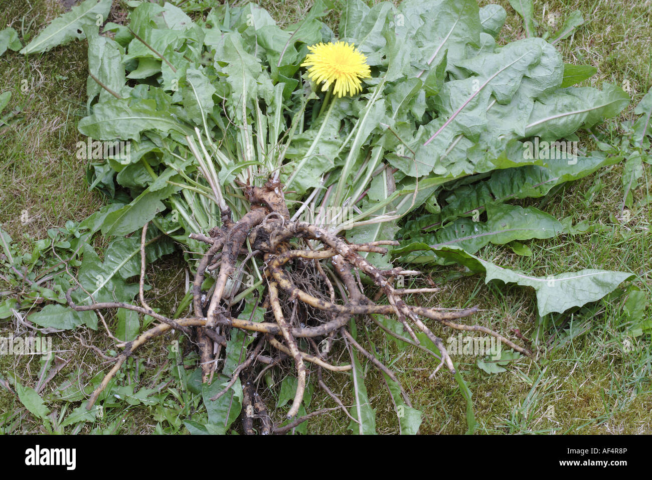 Dandelion root hi-res stock photography and images - Alamy
